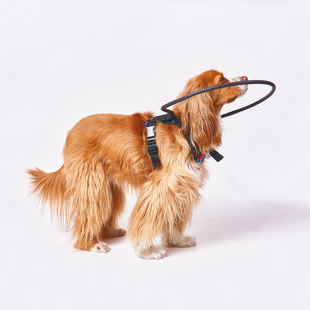 Arnés Funcional para Perritos Ciegos – Maximal